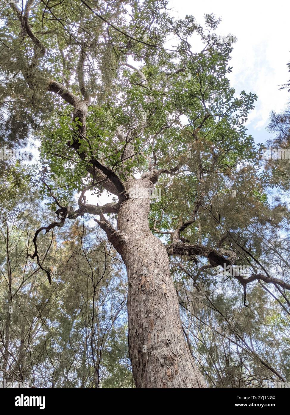 swamp box (Lophostemon suaveolens Stock Photo - Alamy