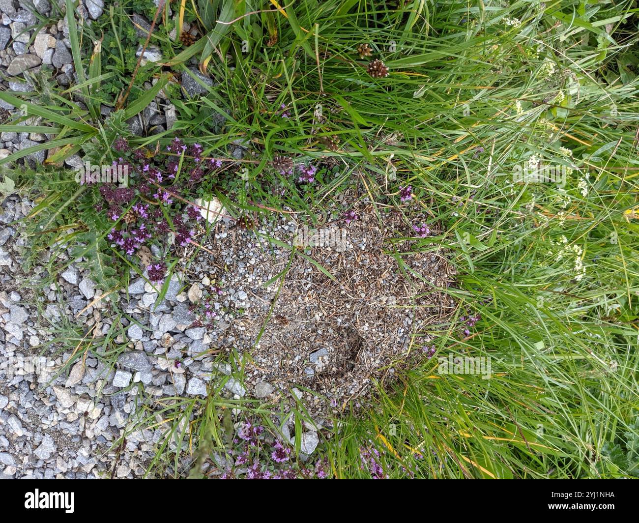 Wood, Mound, and Field Ants (Formica Stock Photo - Alamy
