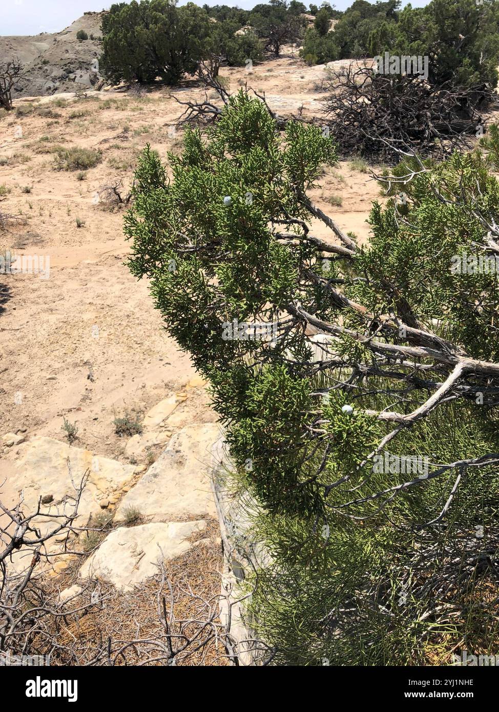 Utah Juniper (Juniperus osteosperma Stock Photo - Alamy