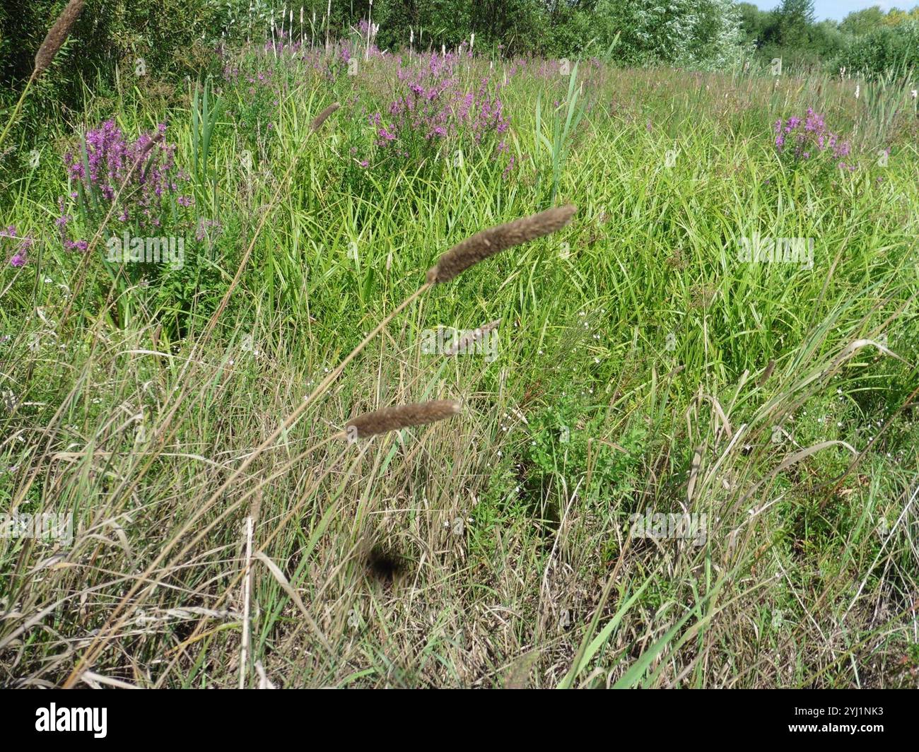 Creeping Foxtail (Alopecurus arundinaceus Stock Photo - Alamy