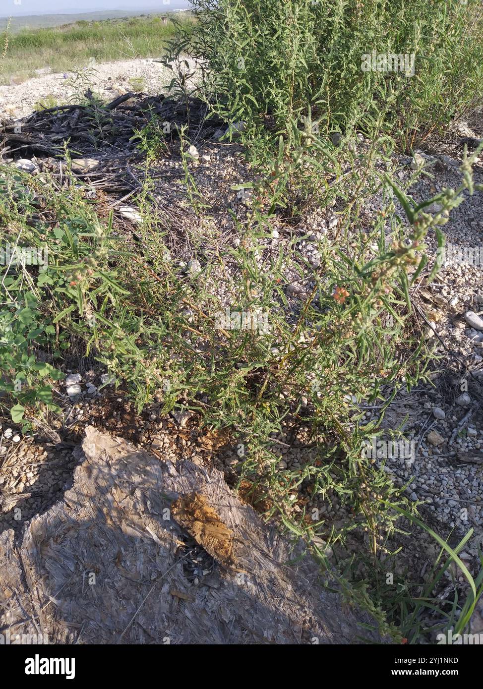 narrowleaf globemallow (Sphaeralcea angustifolia Stock Photo - Alamy