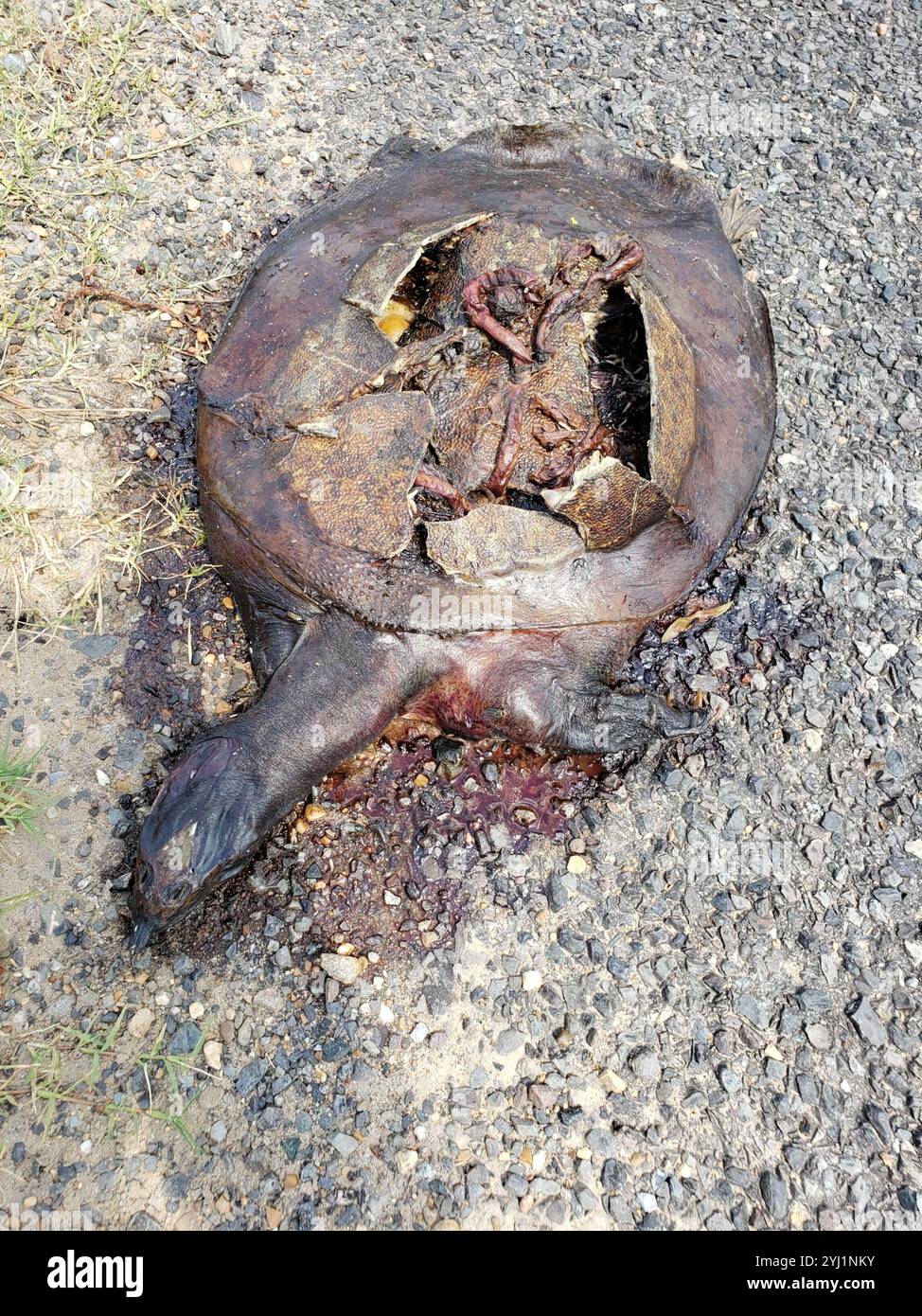 Spiny Softshell (Apalone spinifera Stock Photo - Alamy