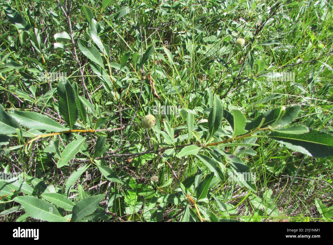 Dwarf Russian Almond (Prunus tenella Stock Photo - Alamy
