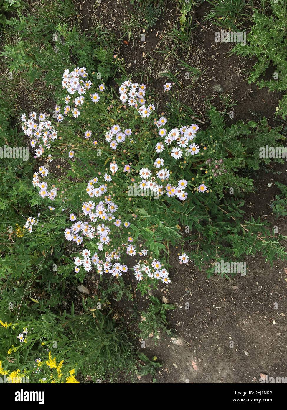 Subalpine Fleabane (Erigeron glacialis Stock Photo - Alamy