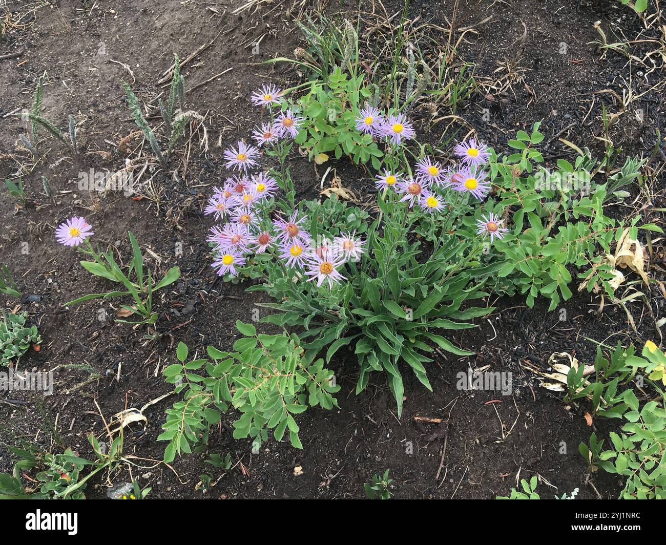 Subalpine fleabane hi-res stock photography and images - Alamy