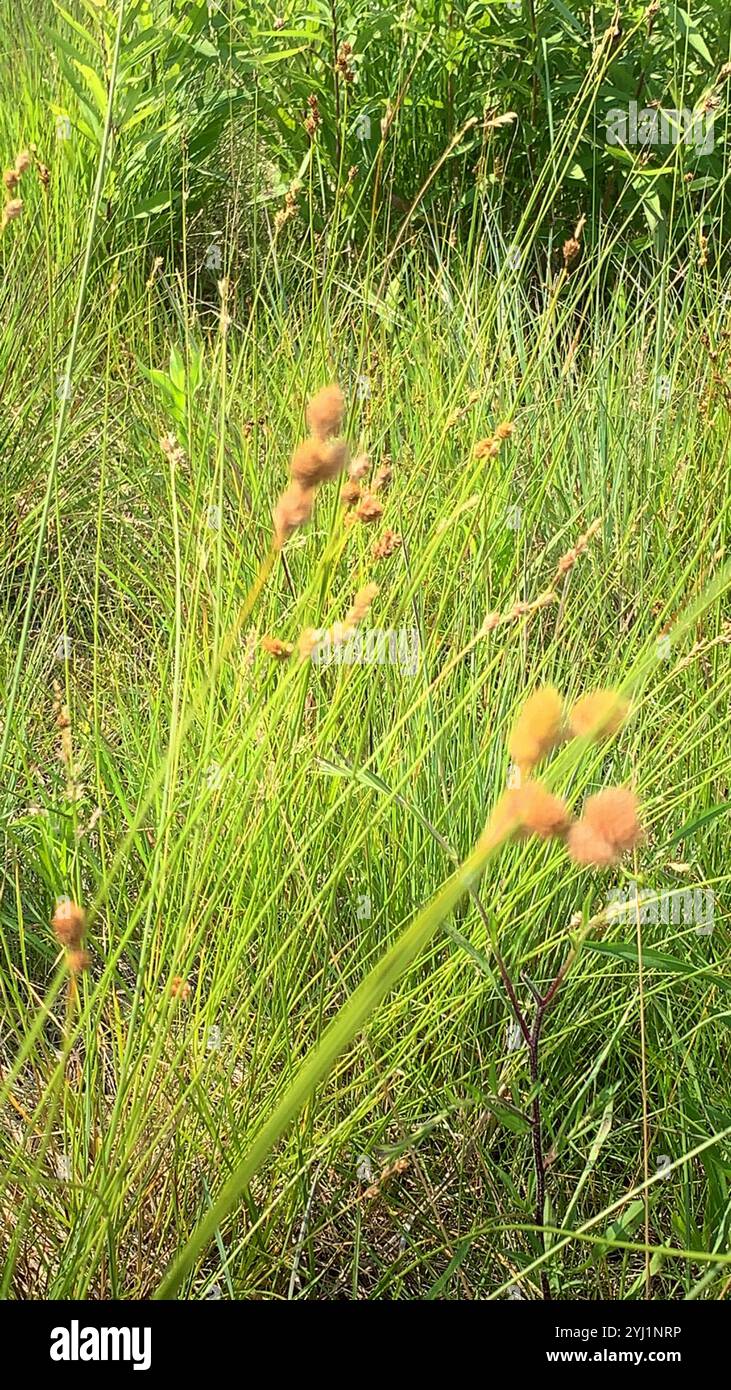 pointed broom sedge (Carex scoparia Stock Photo - Alamy