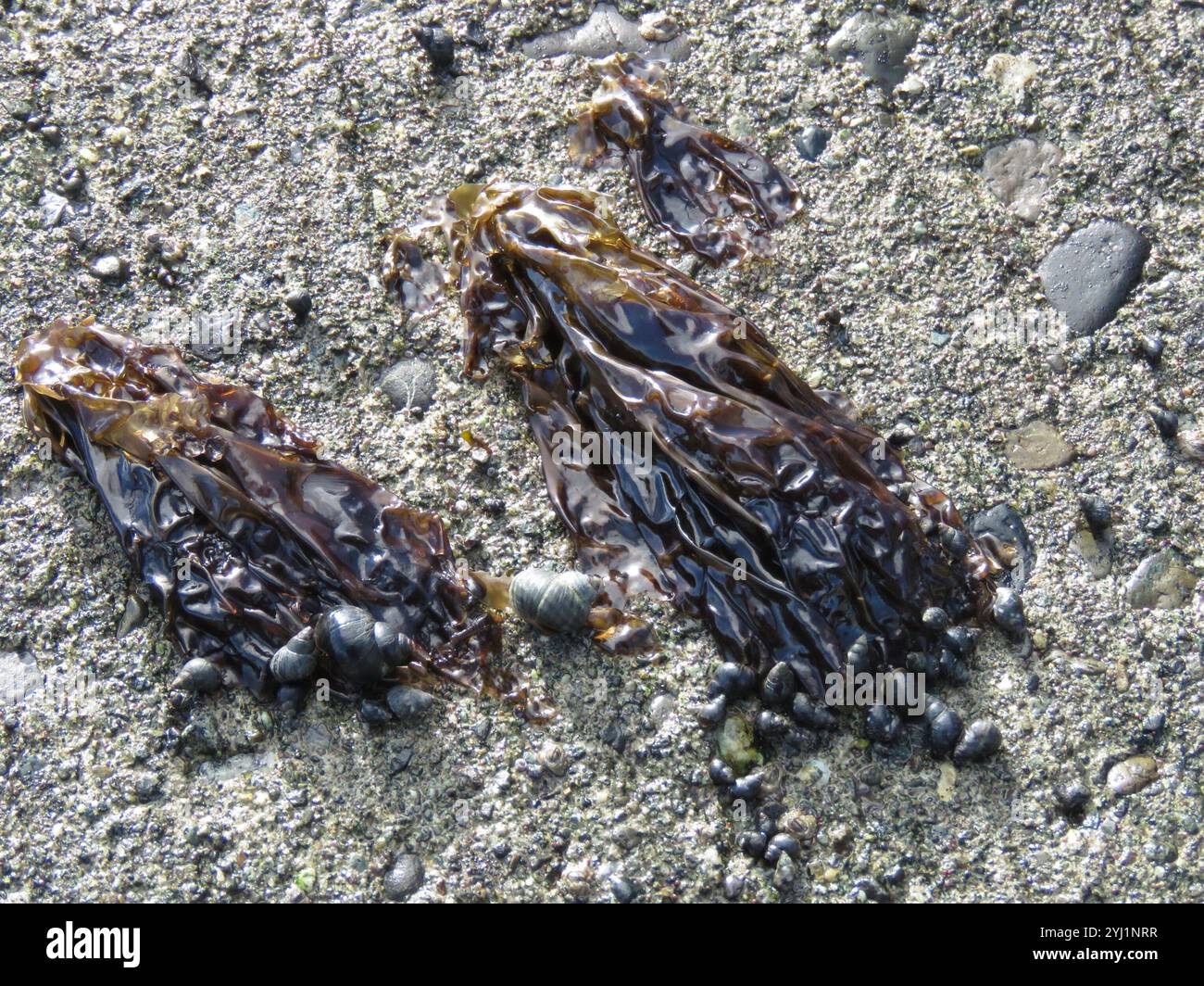 Pyropia hi-res stock photography and images - Alamy