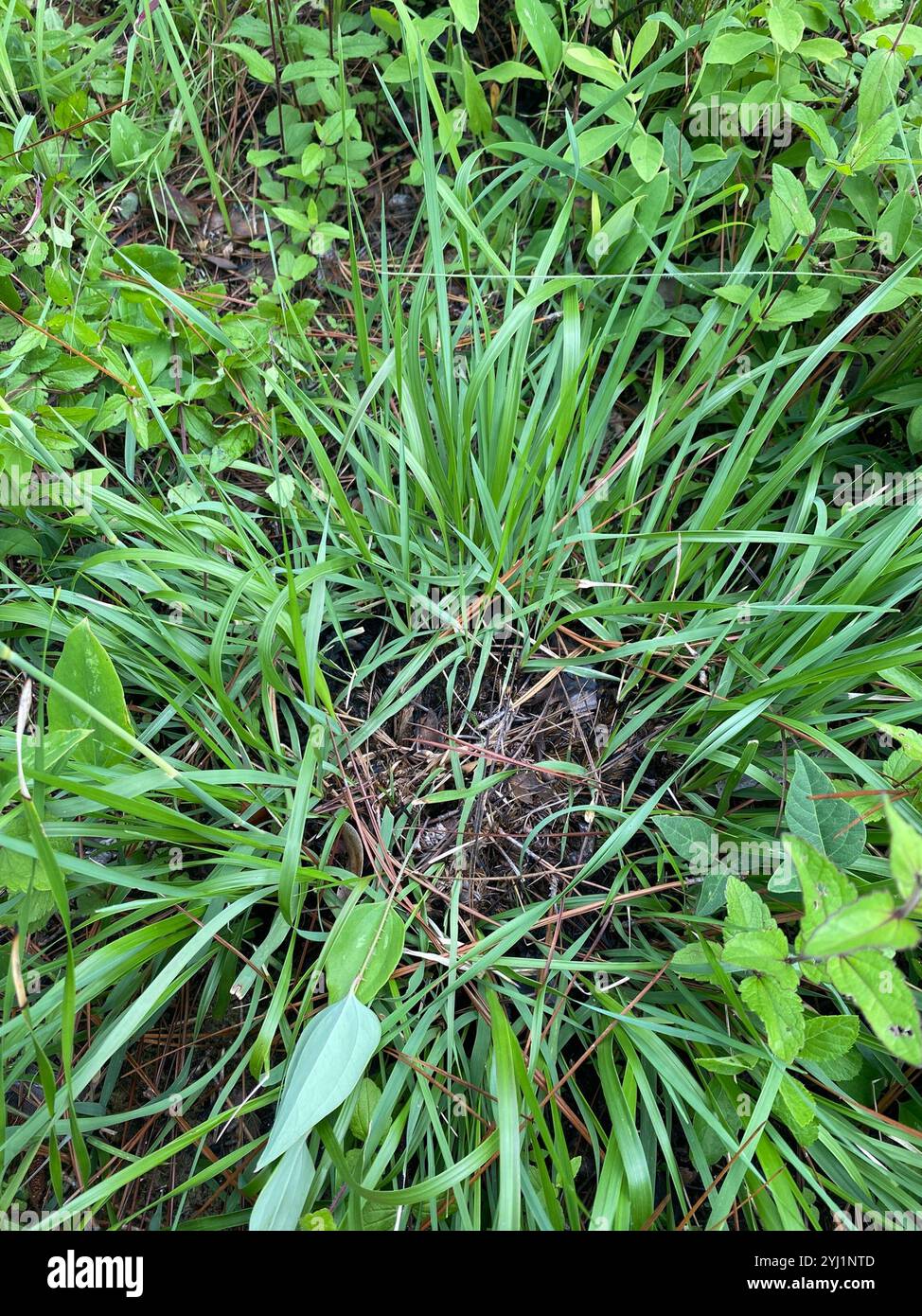 Toothache grass (Ctenium aromaticum Stock Photo - Alamy
