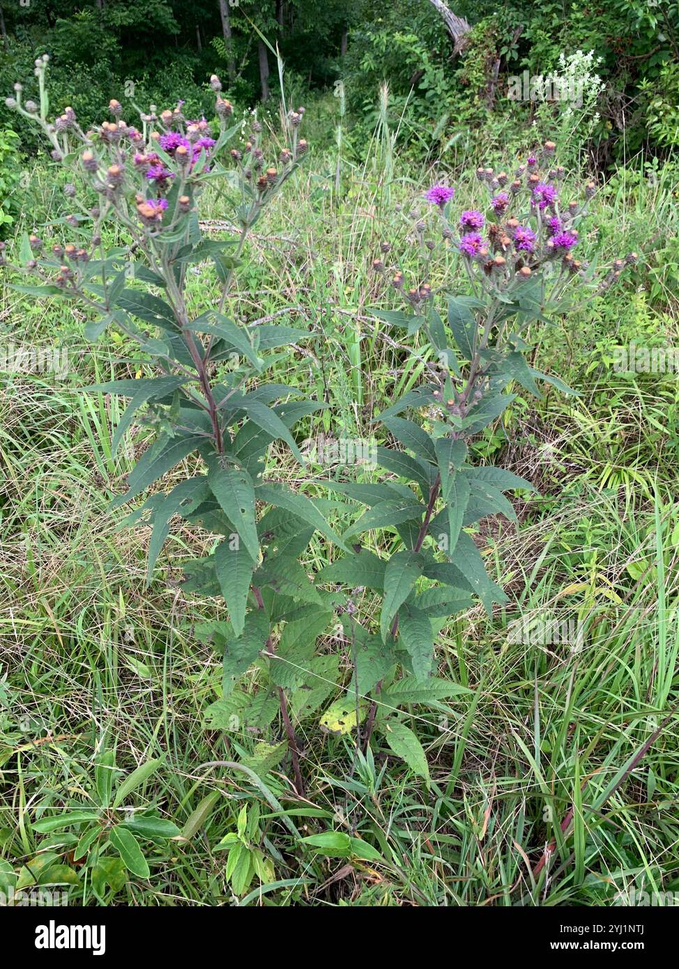Western Ironweed (Vernonia baldwinii Stock Photo - Alamy