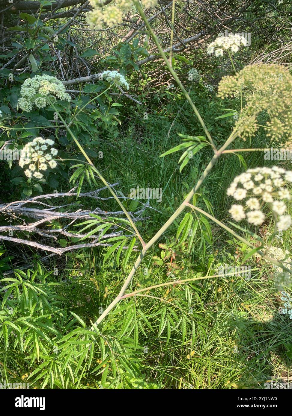 water hemlock (Cicuta maculata Stock Photo - Alamy