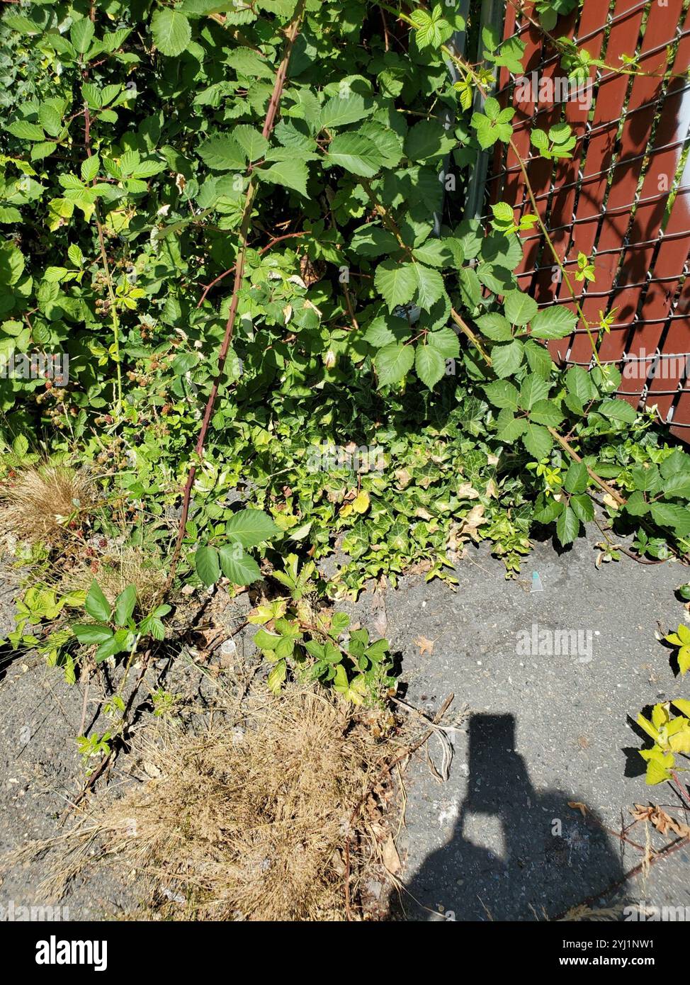 Atlantic Ivy (Hedera hibernica Stock Photo - Alamy