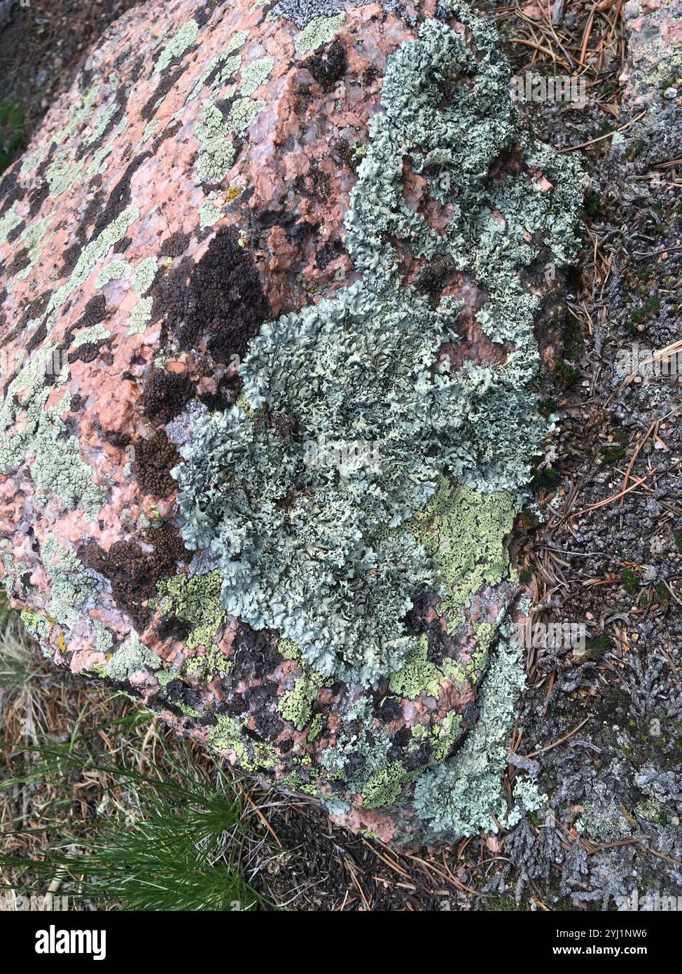 common lichens (Lecanoromycetes Stock Photo - Alamy