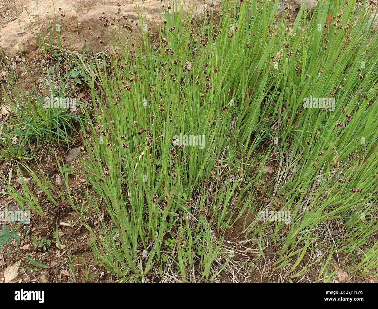 dagger rush (Juncus ensifolius Stock Photo - Alamy