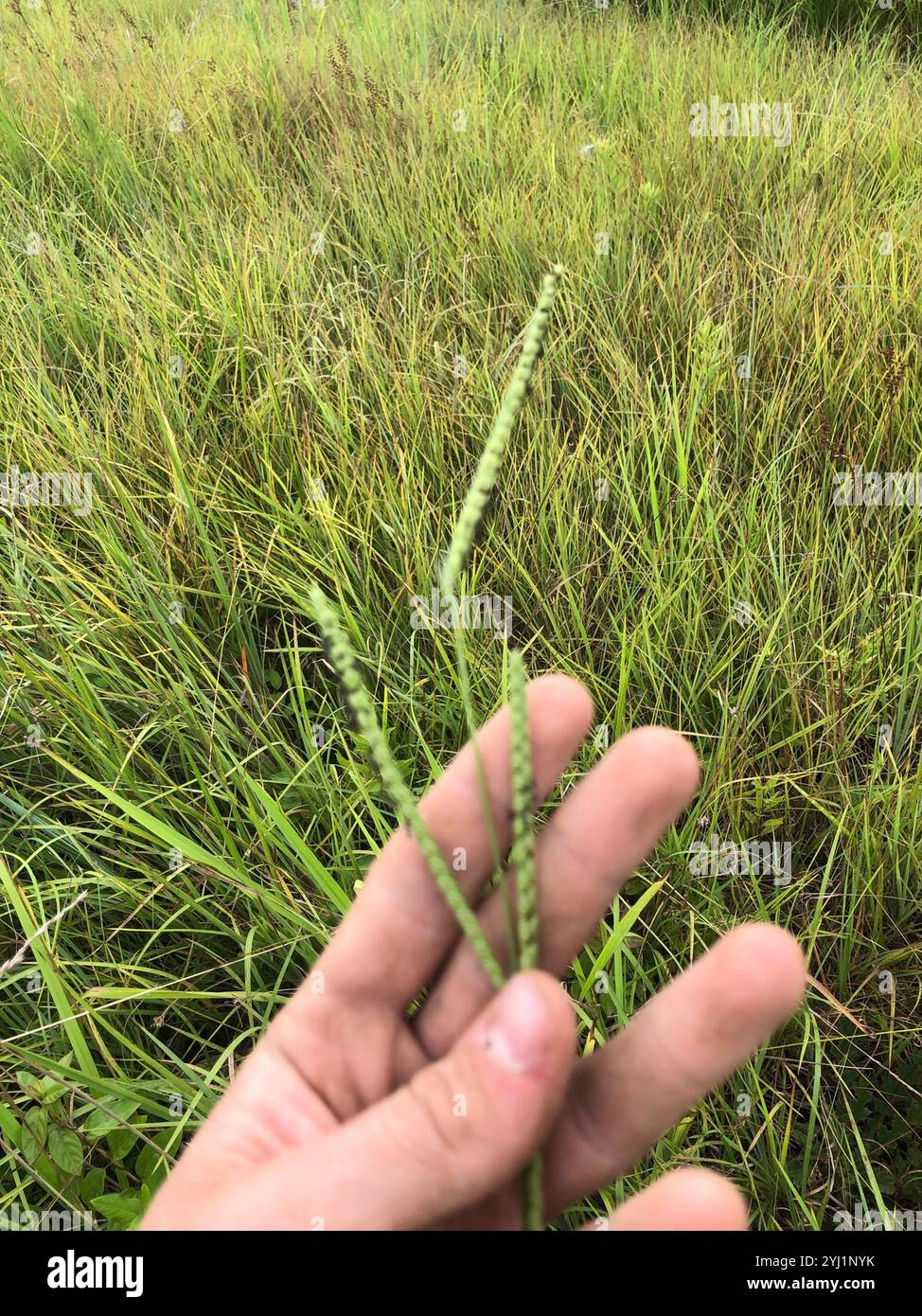 Florida paspalum (Paspalum floridanum Stock Photo - Alamy