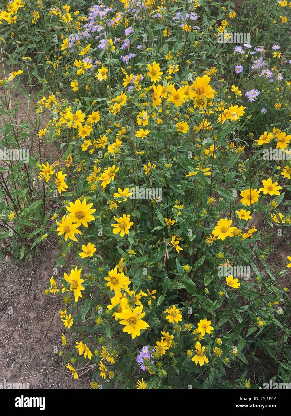 Showy goldeneye hi-res stock photography and images - Alamy