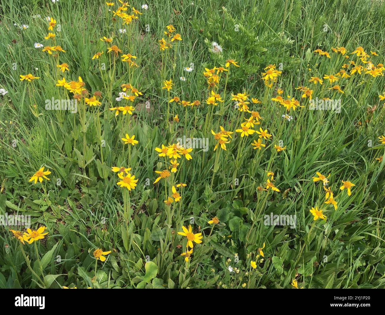Prairie groundsel hi-res stock photography and images - Alamy