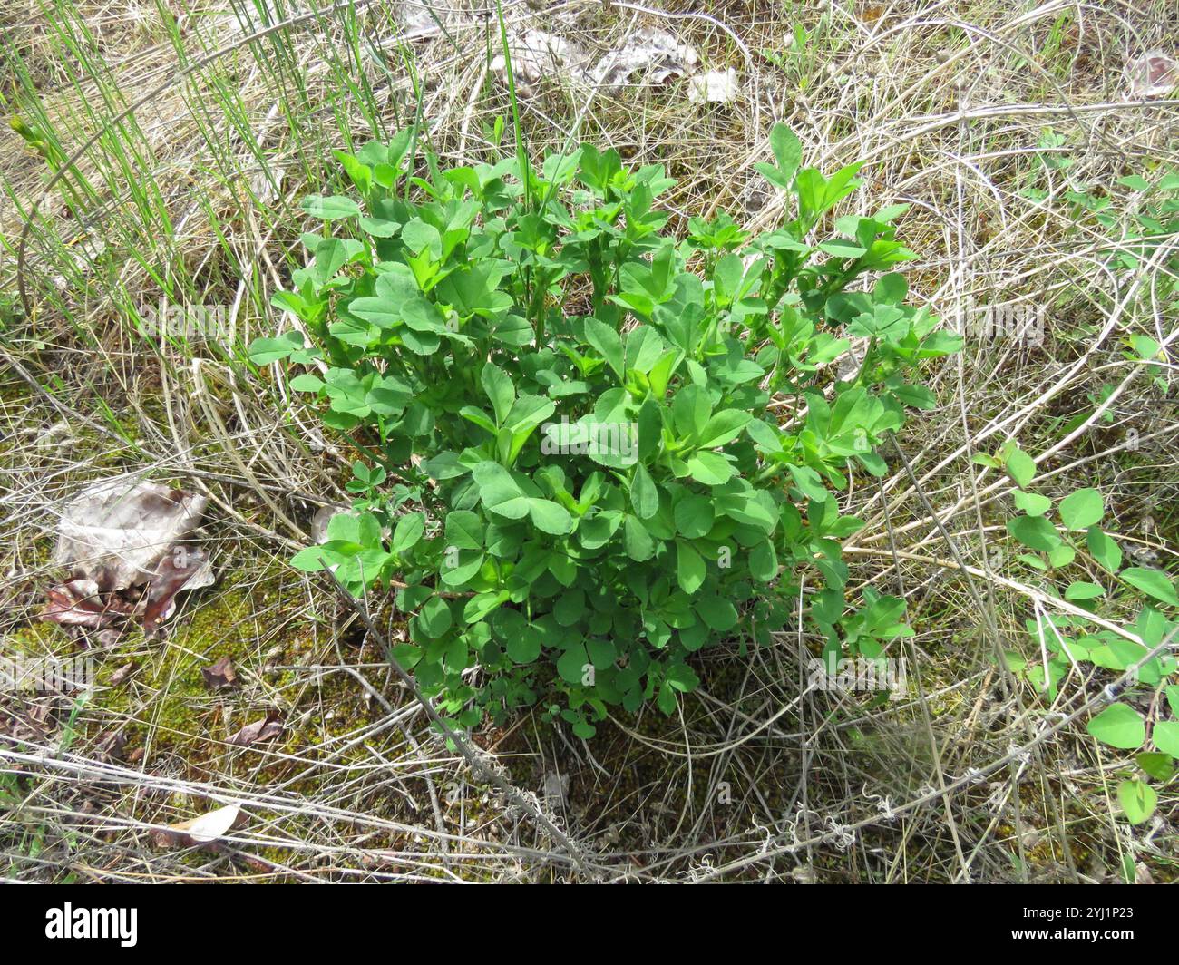 Alfalfa Complex (Medicago sativa Stock Photo - Alamy