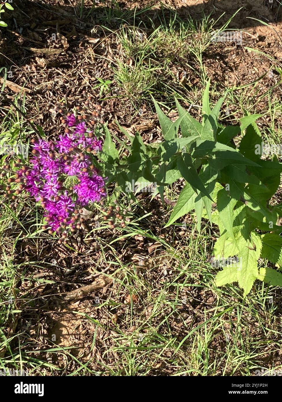 Western Ironweed (Vernonia baldwinii Stock Photo - Alamy
