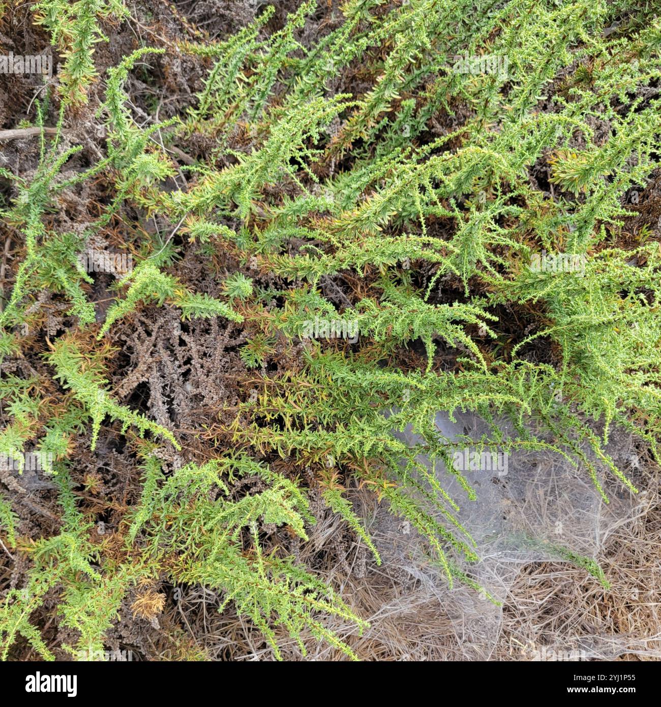 antispasmodic herb (Artemisia monosperma Stock Photo - Alamy