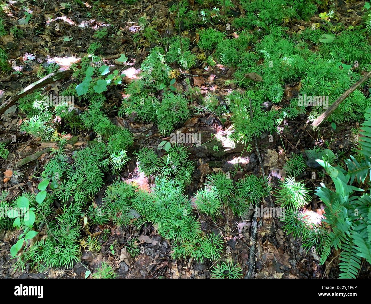 fan clubmoss (Diphasiastrum digitatum Stock Photo - Alamy