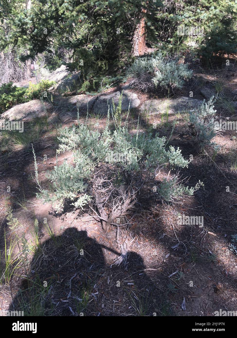 Big Sagebrush (Artemisia tridentata Stock Photo - Alamy