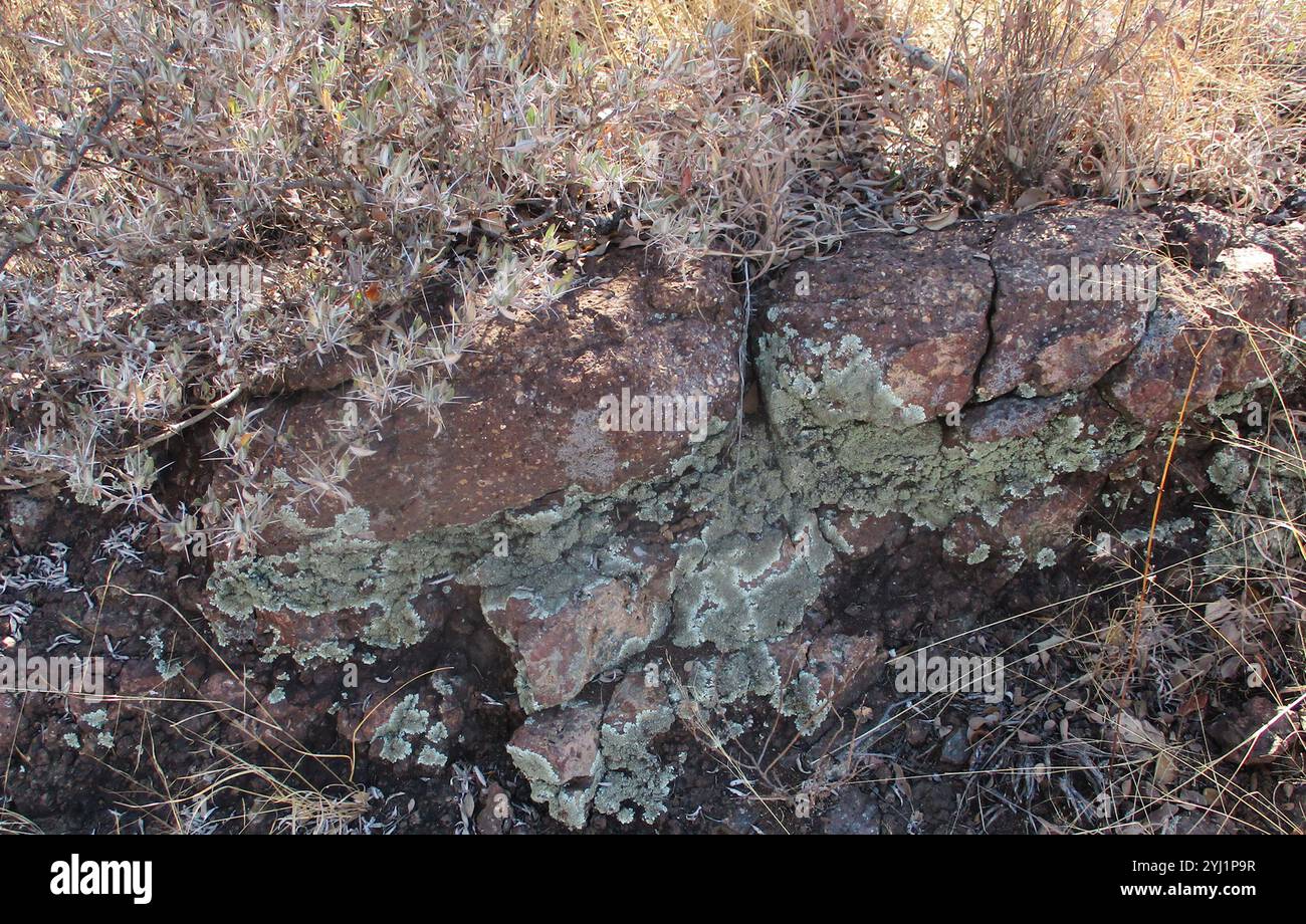 rock shield lichens (Xanthoparmelia Stock Photo - Alamy