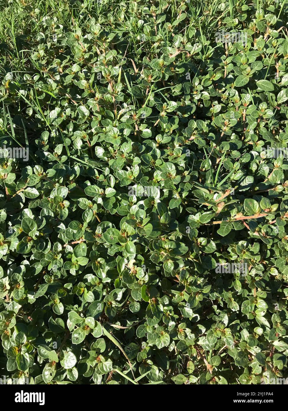 mat chaff-flower (Alternanthera caracasana Stock Photo - Alamy