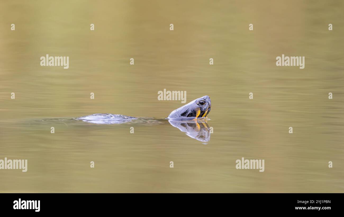 Terrapin swimming in fishing lake. Non native species released by ...
