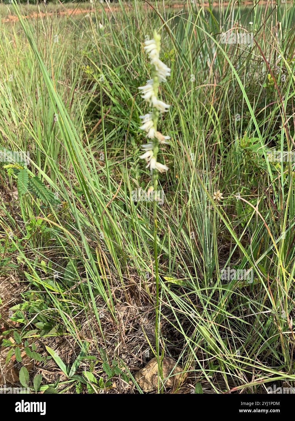 Spring Ladies' Tresses (Spiranthes vernalis Stock Photo - Alamy