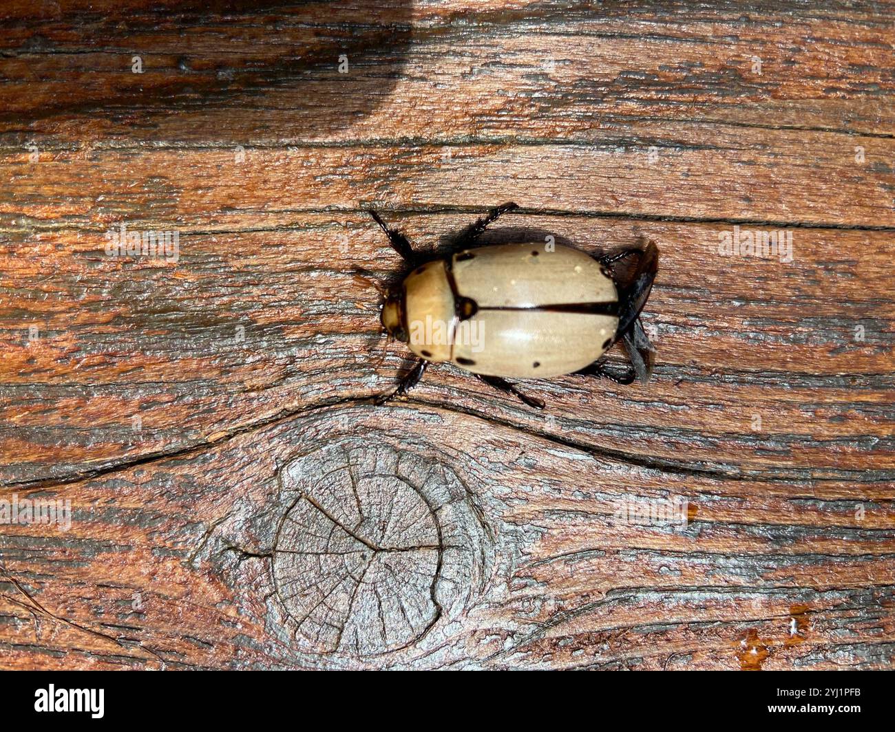 Grapevine Beetle (Pelidnota punctata Stock Photo - Alamy