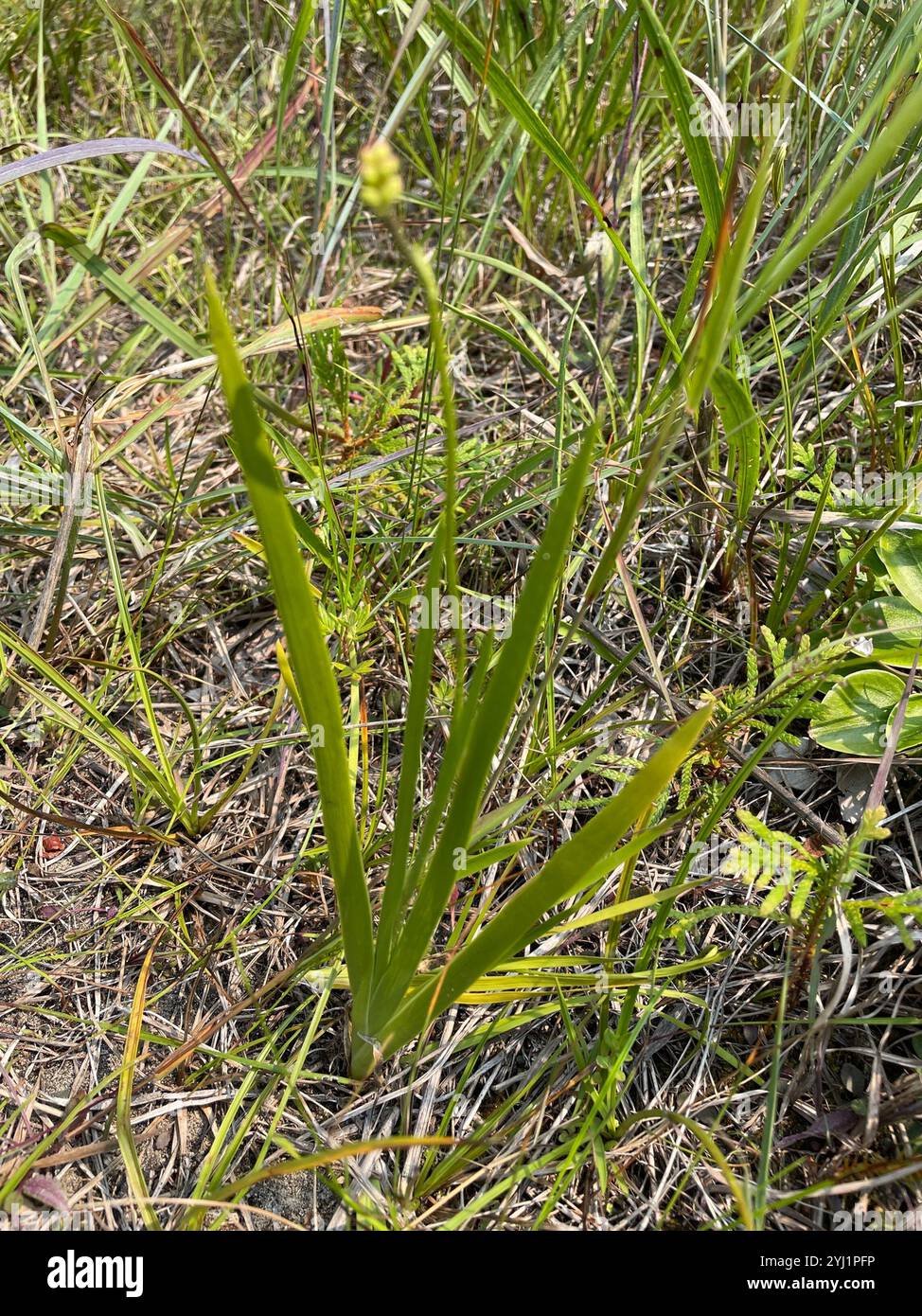 Sticky False Asphodel (Triantha glutinosa Stock Photo - Alamy
