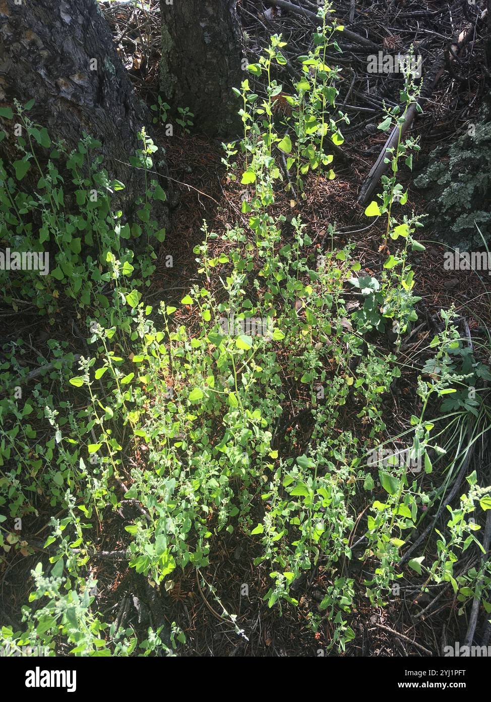 Chenopodioideae subfamily hi-res stock photography and images - Alamy