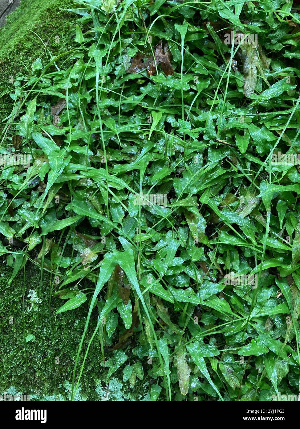 walking fern (Asplenium rhizophyllum Stock Photo - Alamy
