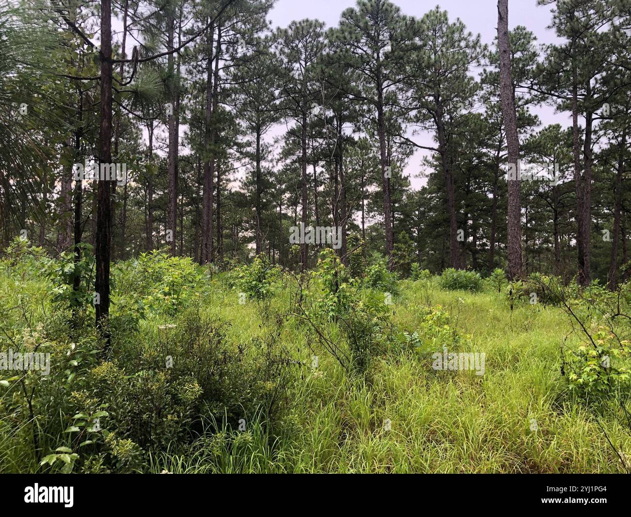 longleaf pine (Pinus palustris Stock Photo - Alamy