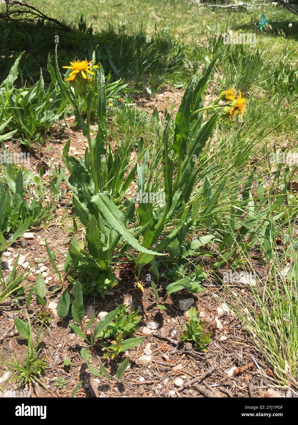 Thickleaf Ragwort (Senecio crassulus Stock Photo - Alamy