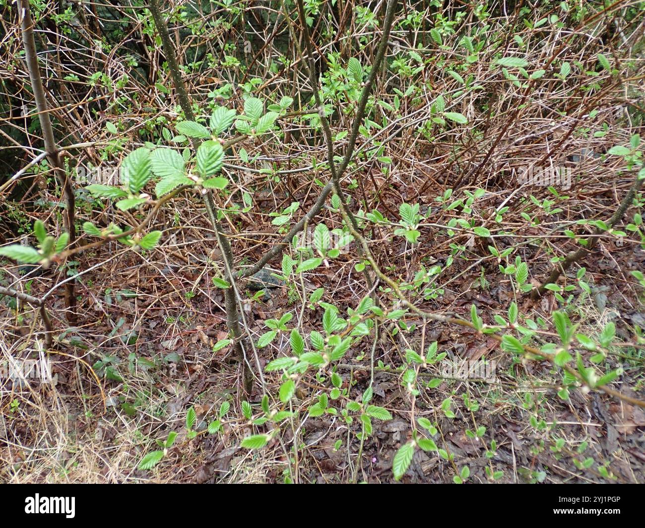 Red Alder (Alnus rubra Stock Photo - Alamy
