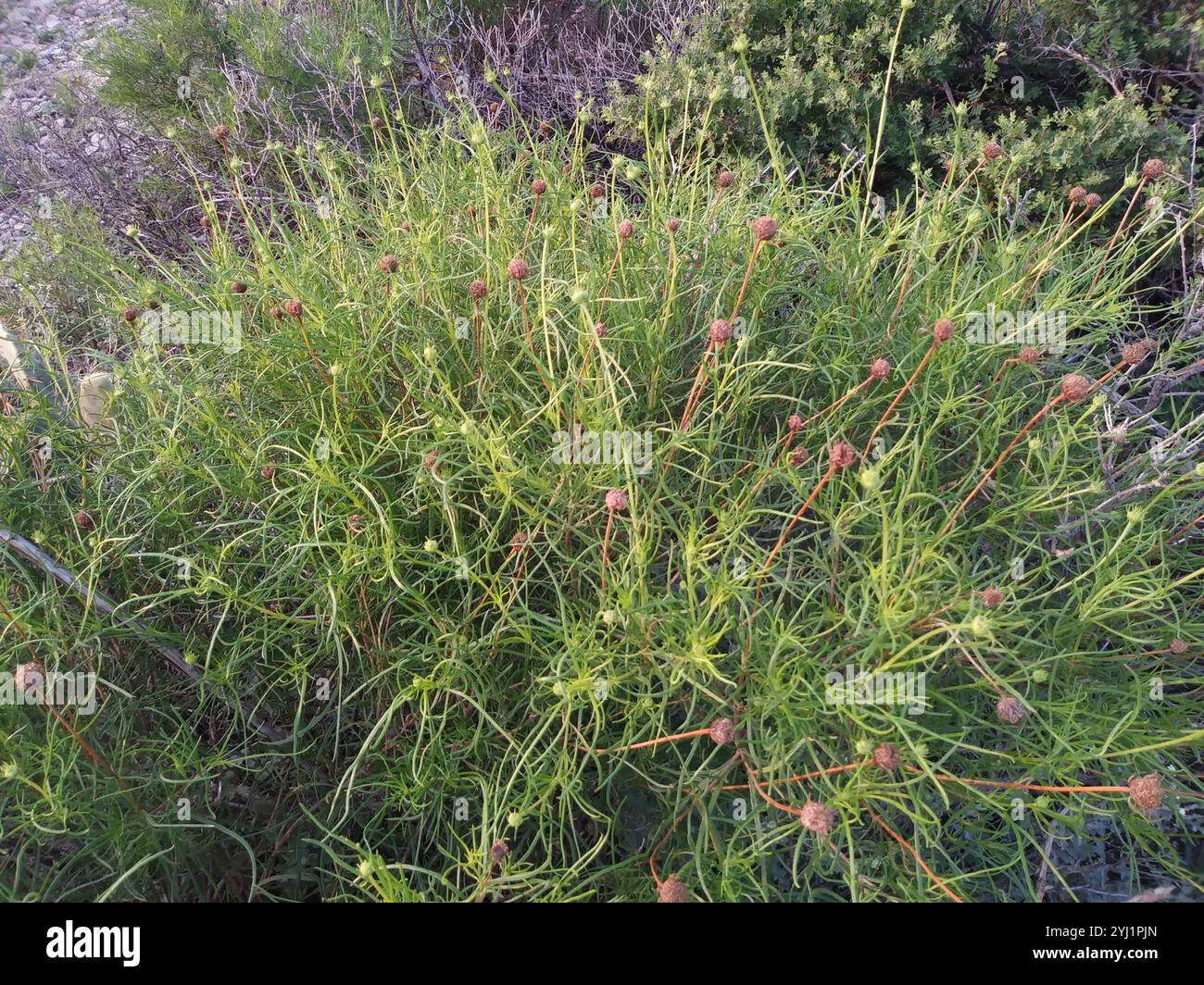 Skeletonleaf Goldeneye (Sidneya tenuifolia Stock Photo - Alamy