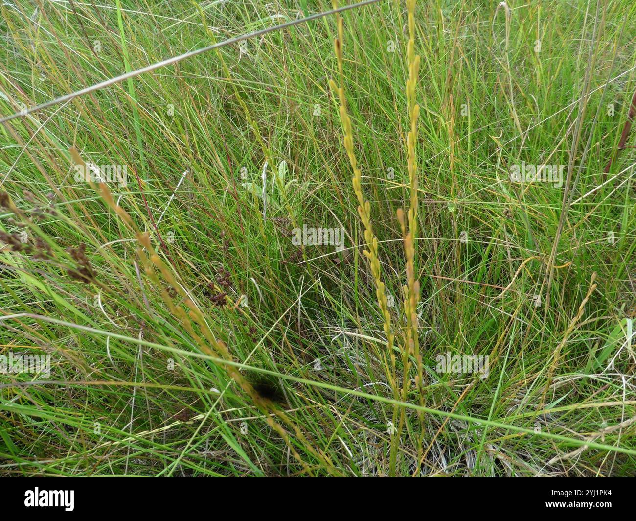 marsh arrowgrass (Triglochin palustris Stock Photo - Alamy