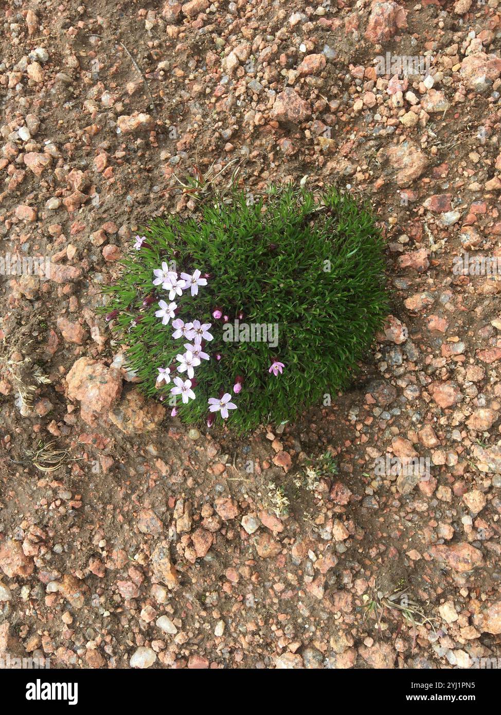 Moss Campion (Silene acaulis Stock Photo - Alamy