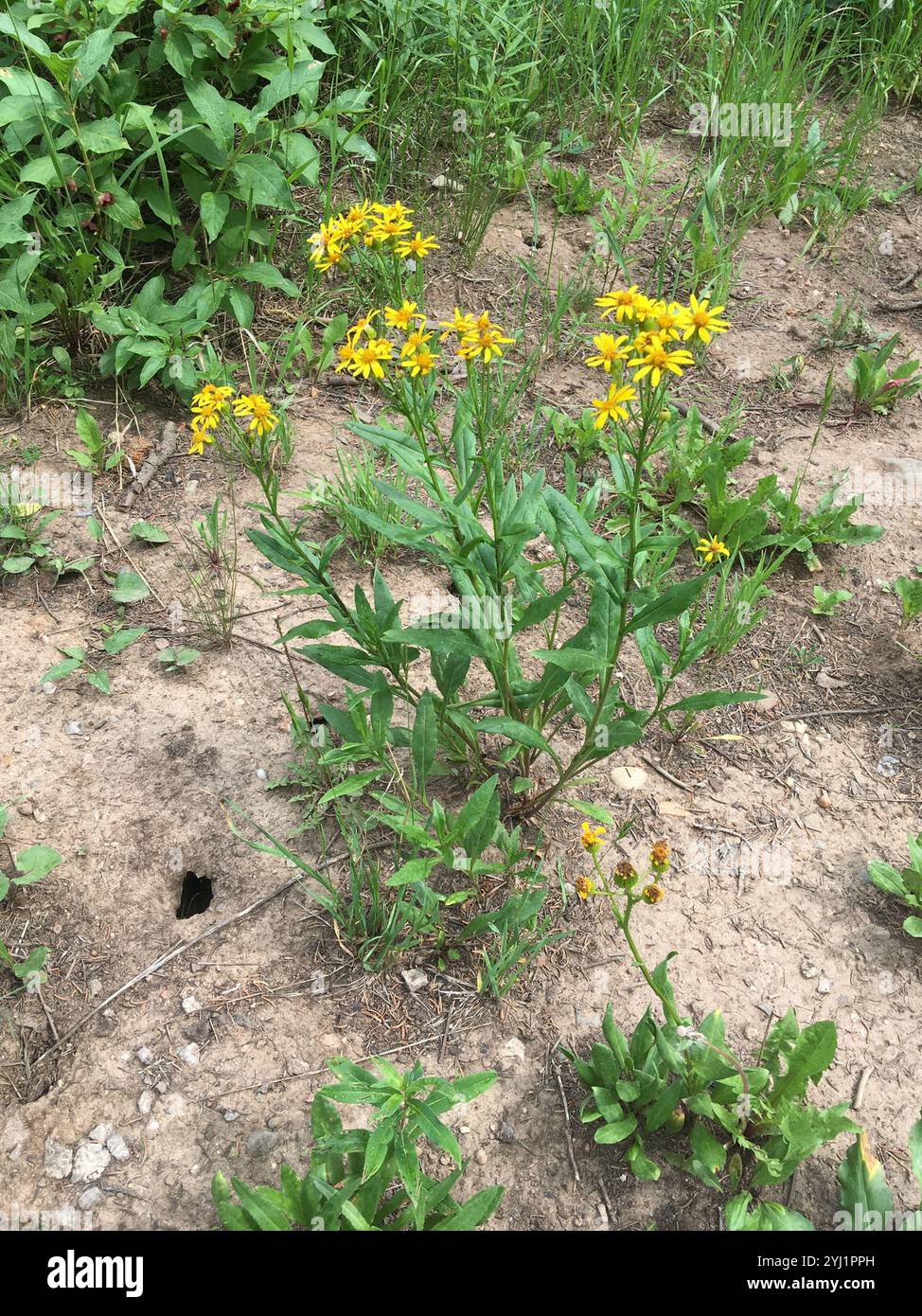Tall Ragwort (Senecio serra Stock Photo - Alamy