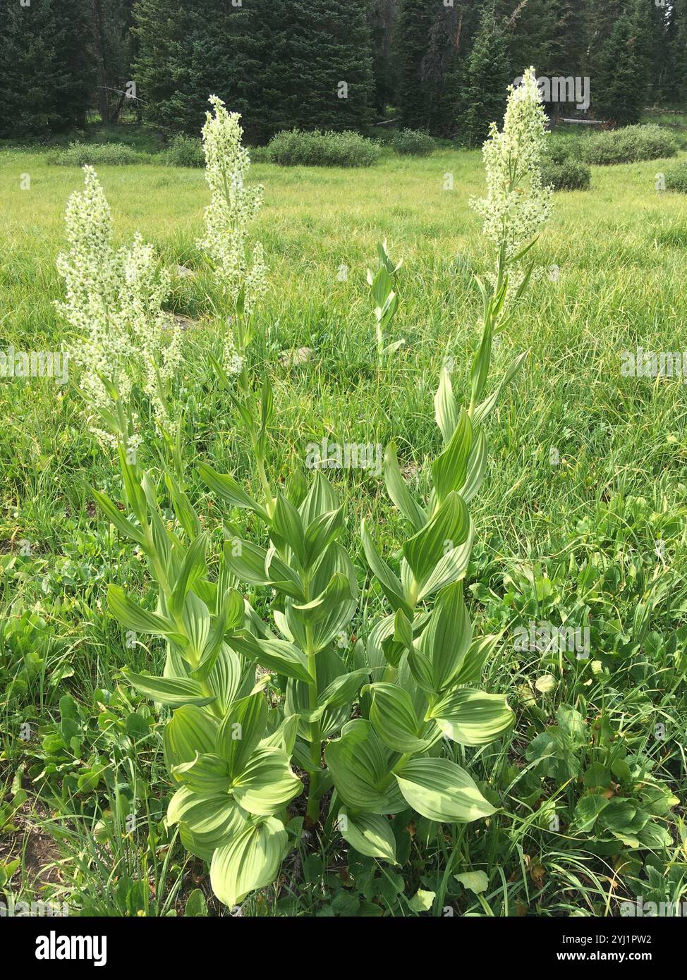Corn Lily (Veratrum californicum Stock Photo - Alamy