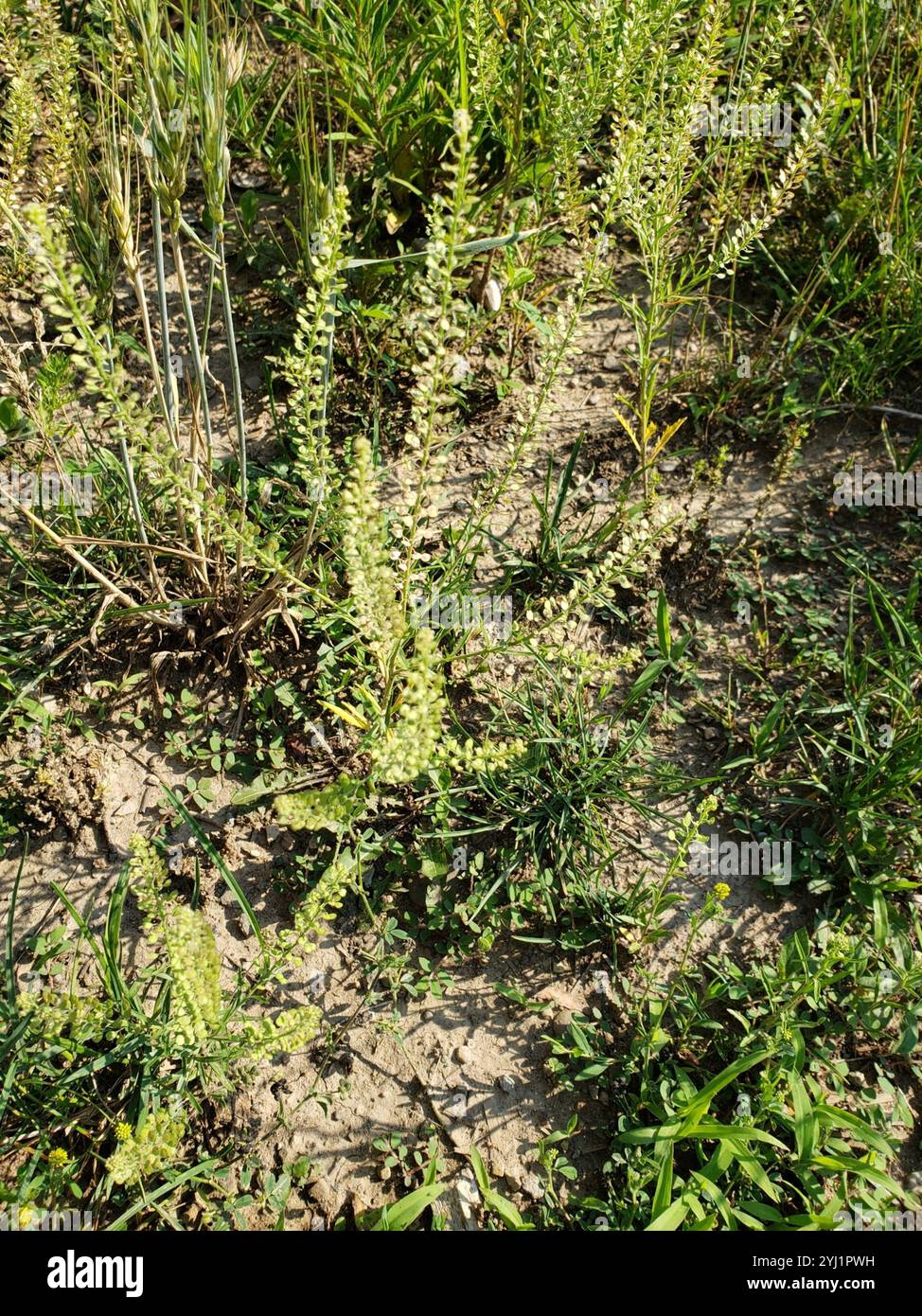 Common Peppergrass (Lepidium densiflorum Stock Photo - Alamy