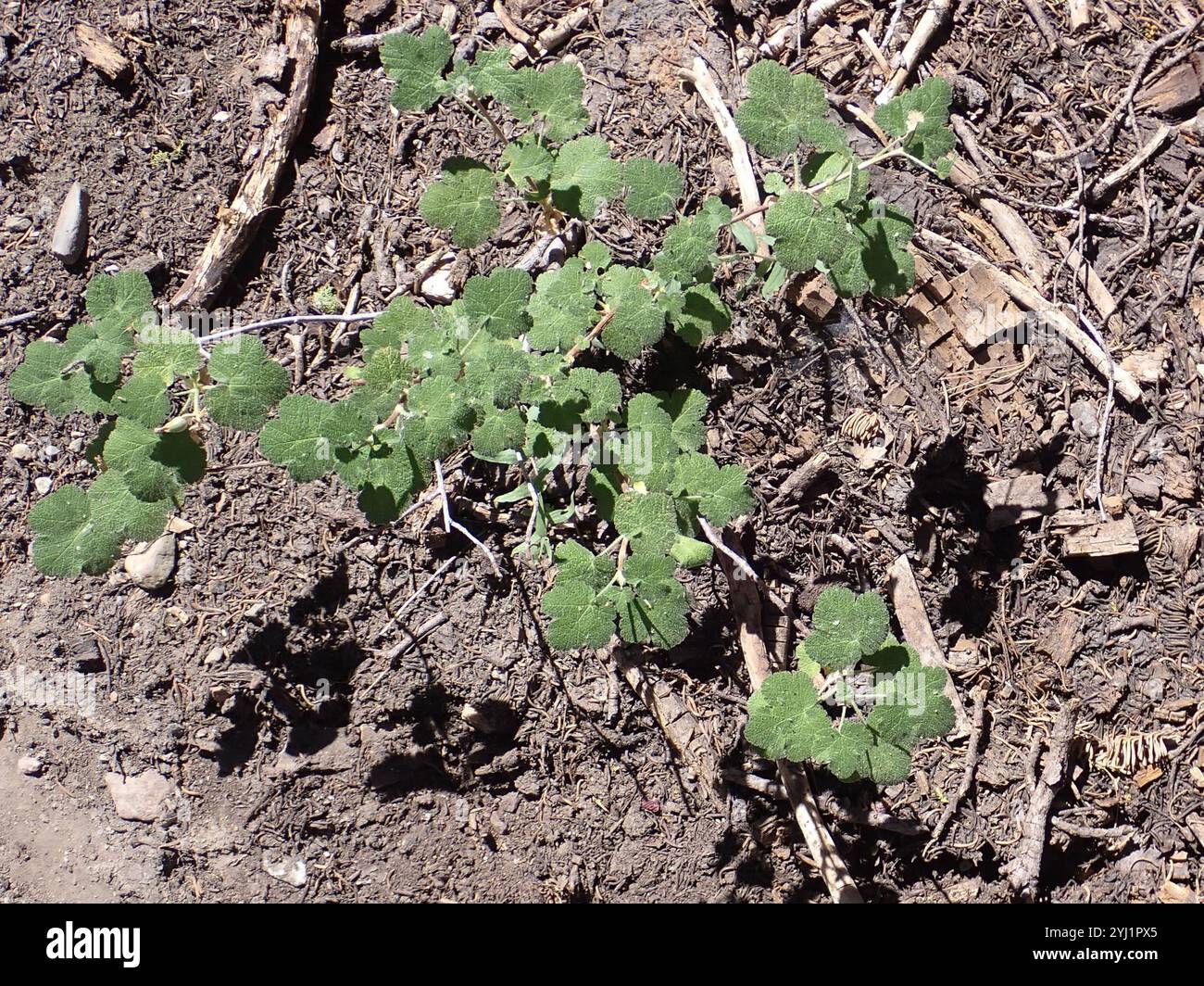 sticky currant (Ribes viscosissimum Stock Photo - Alamy
