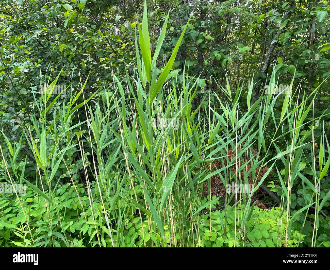 American common reed (Phragmites australis americanus Stock Photo - Alamy