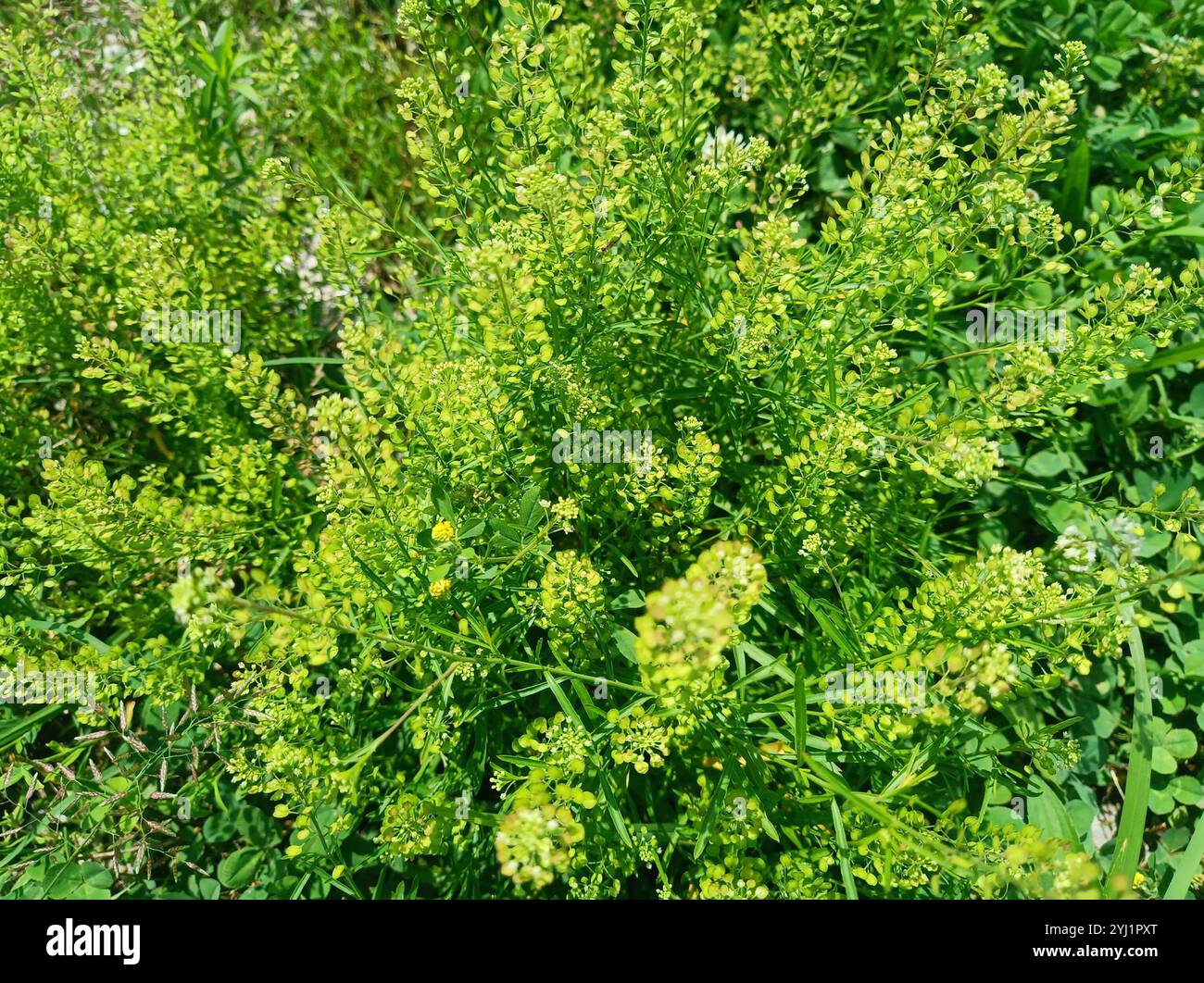 Virginia pepperweed (Lepidium virginicum Stock Photo - Alamy