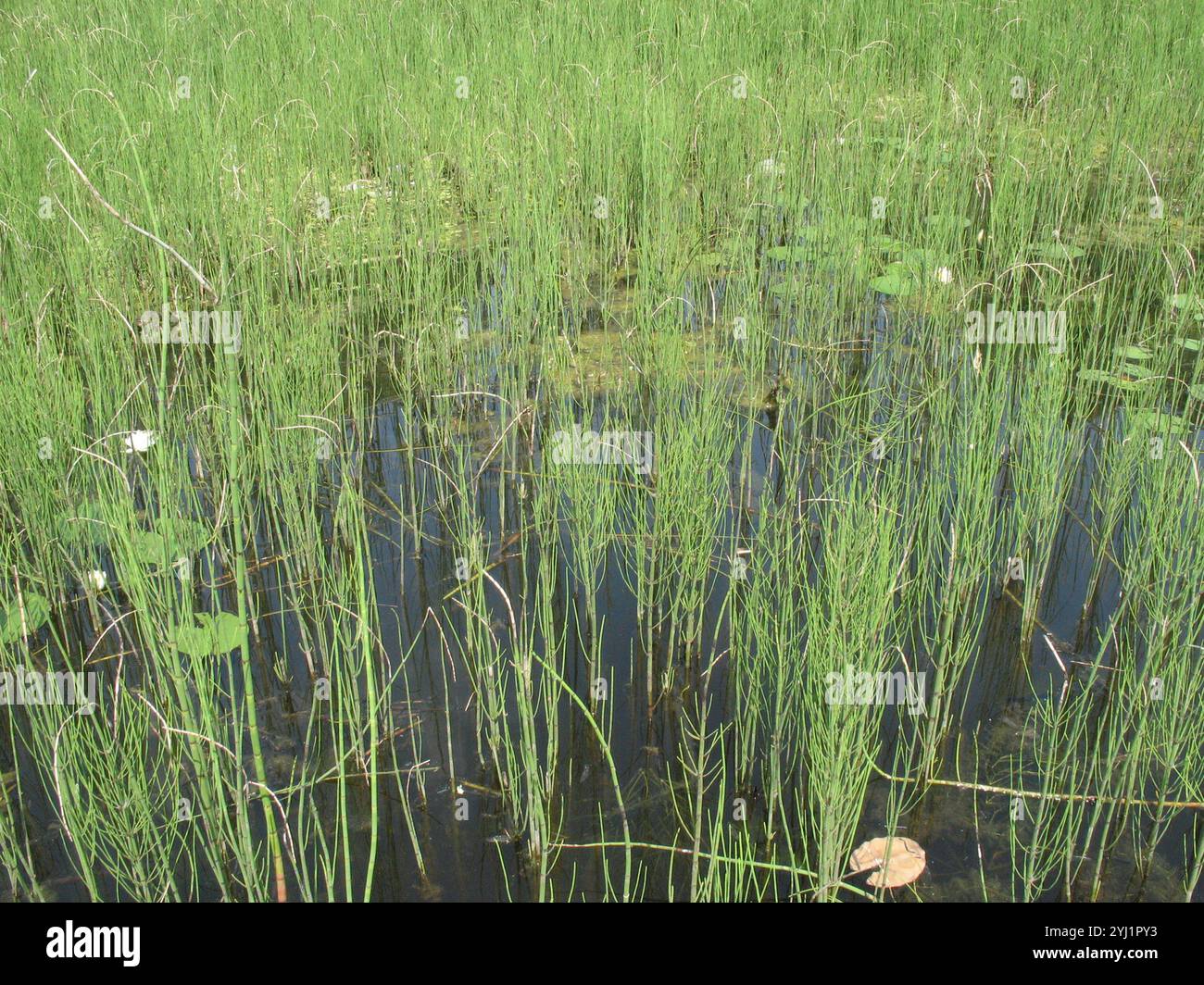 water horsetail (Equisetum fluviatile Stock Photo - Alamy