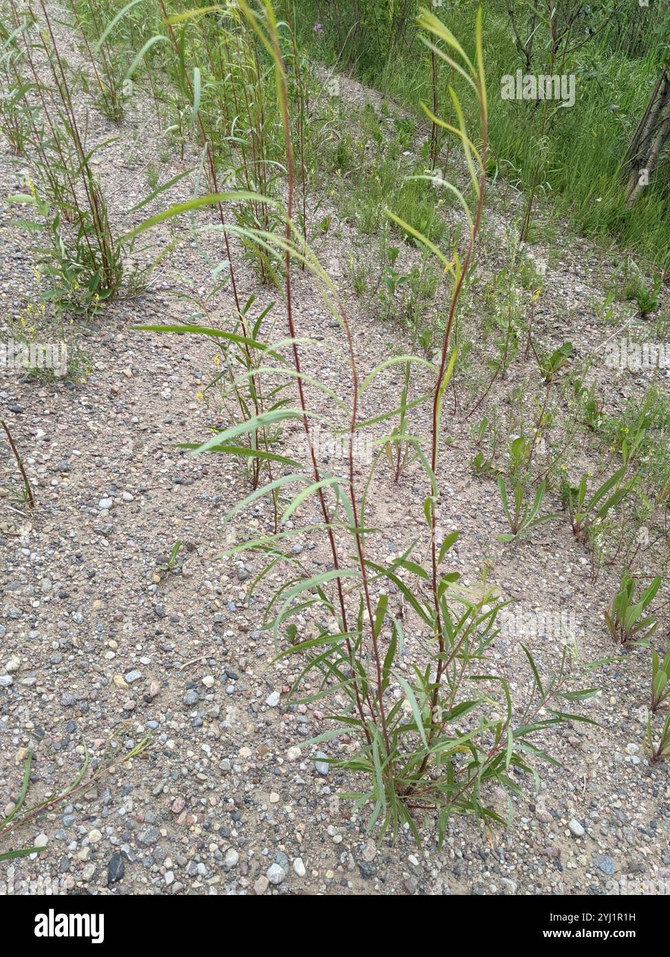 interior sandbar willow (Salix interior Stock Photo - Alamy
