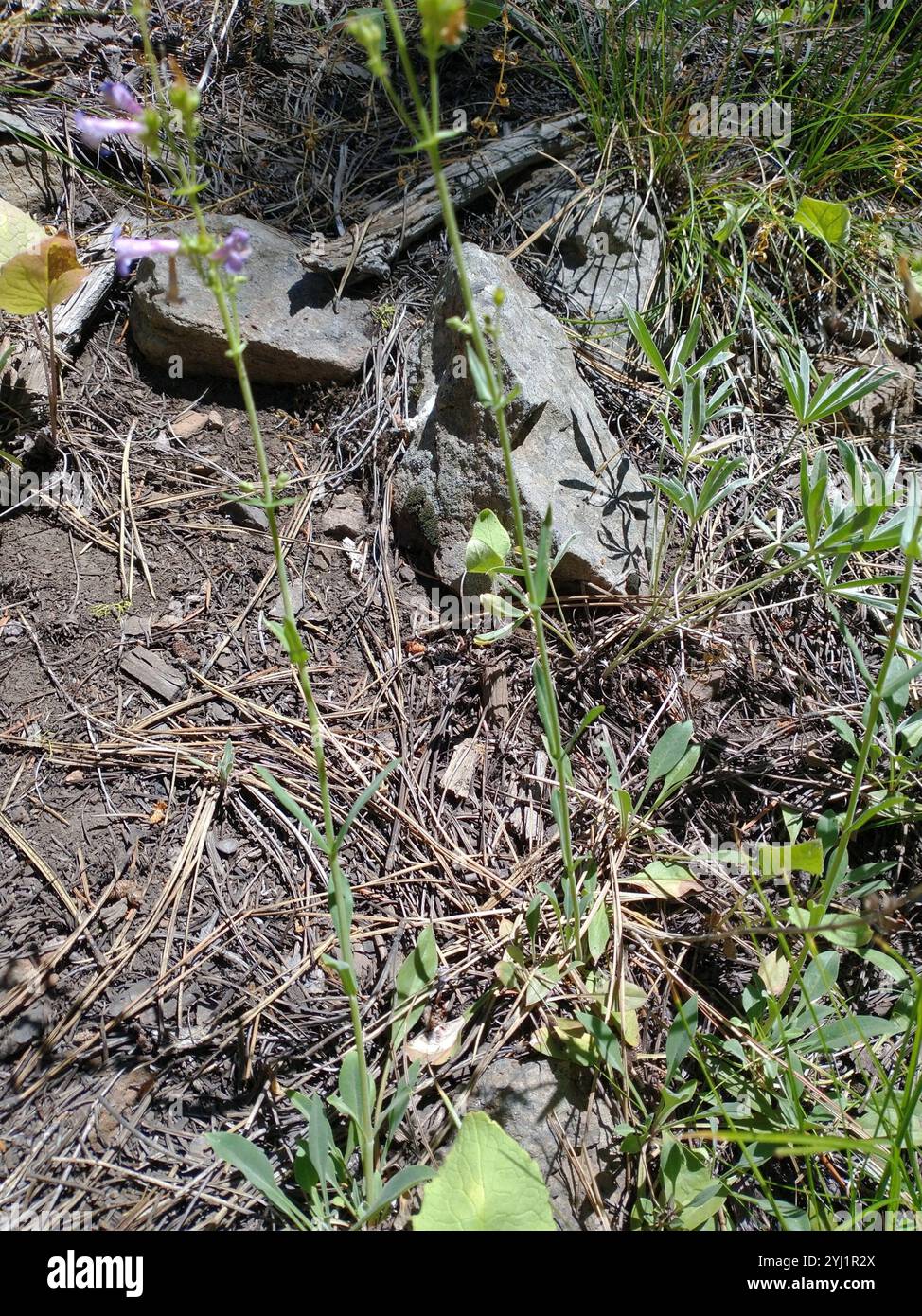 Low Beardtongue (Penstemon humilis Stock Photo - Alamy