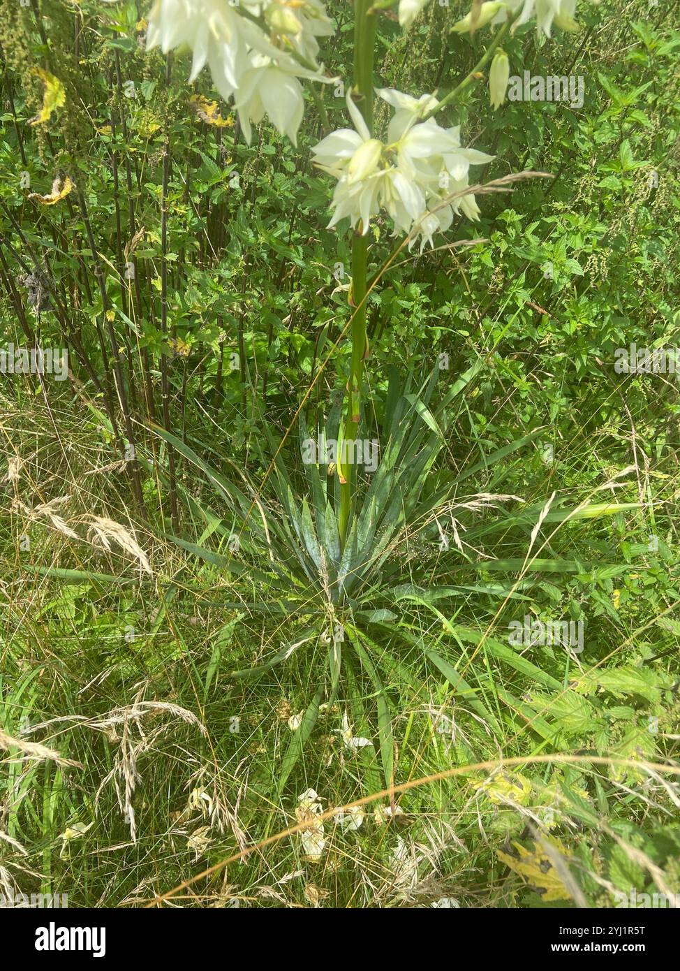 Weak-leaf Yucca (Yucca flaccida Stock Photo - Alamy