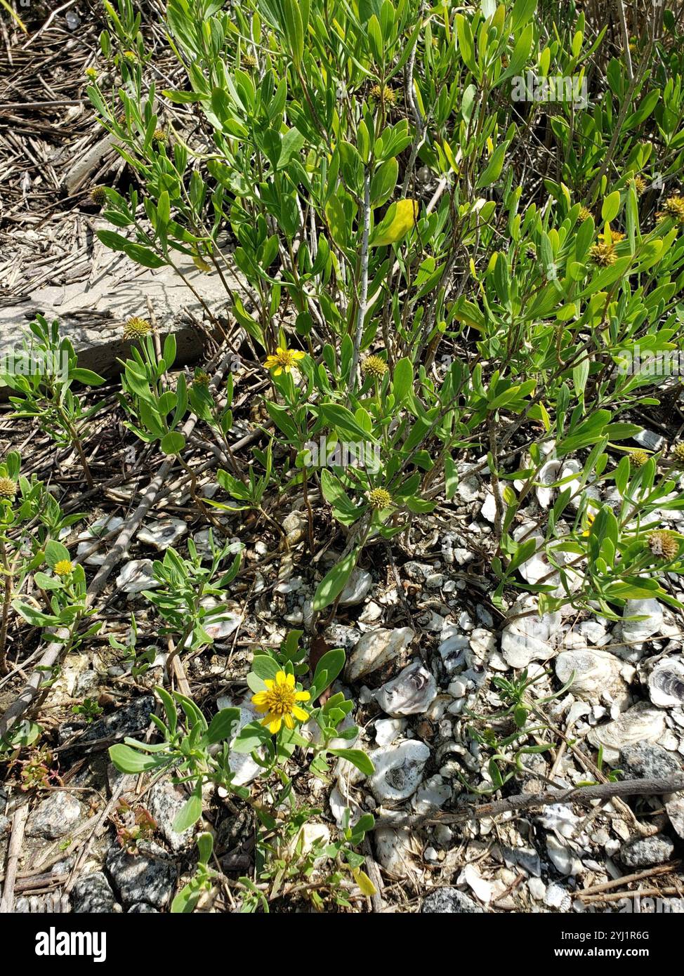 sea ox-eye (Borrichia frutescens Stock Photo - Alamy